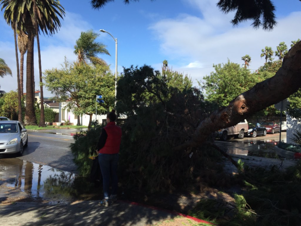 VSA Shaping the Future of Venice Trees - Yo! Venice!