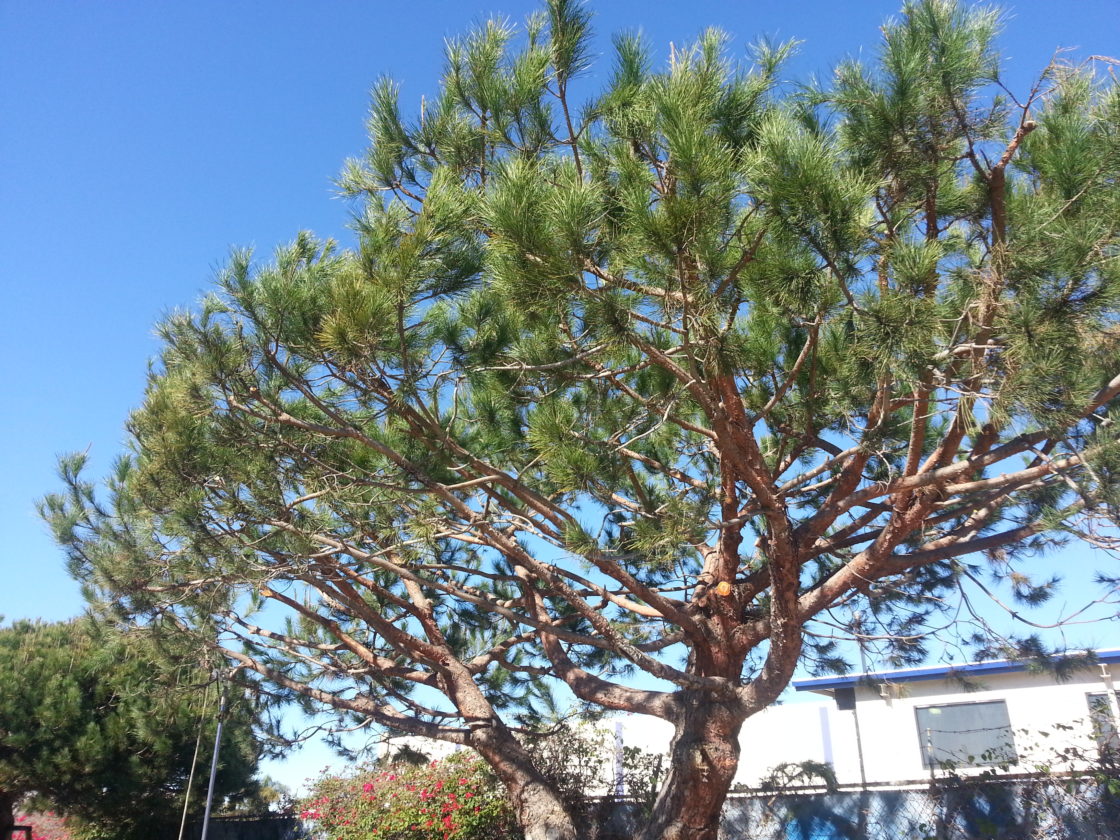 VSA Shaping the Future of Venice Trees - Yo! Venice!