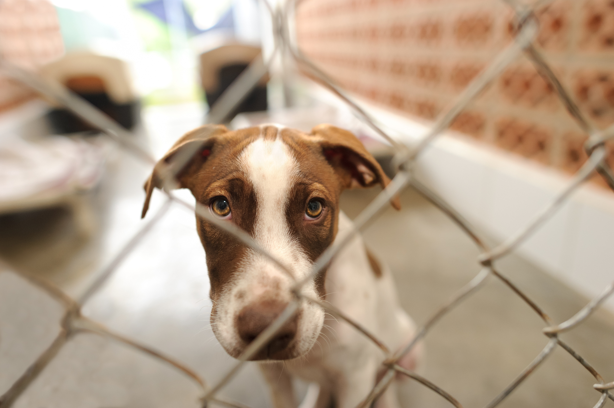 Free Pet Adoptions Yo Venice 